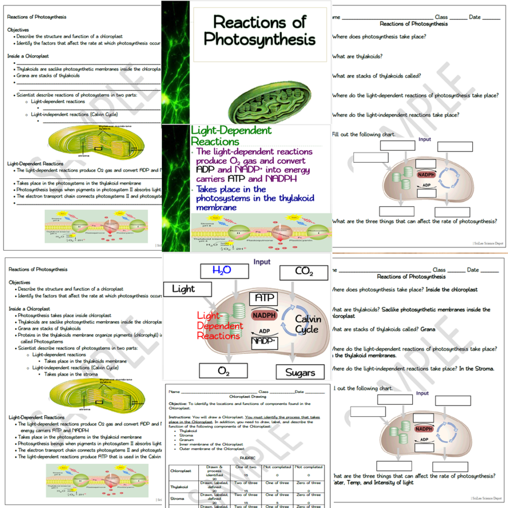 Reactions of Photosynthesis lesson: PowerPoint & Worksheet | Made By ...