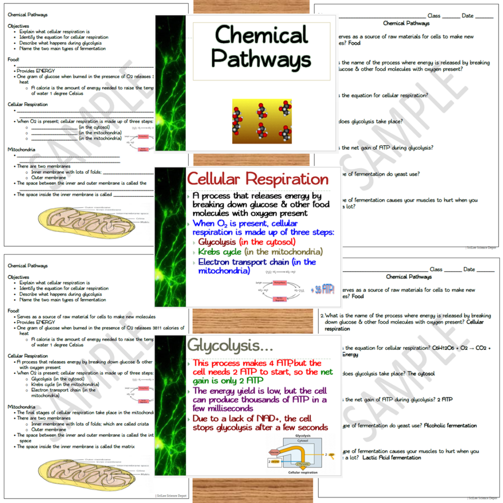 Cellular Respiration, Chemical Pathways lesson- PowerPoint & Worksheet ...