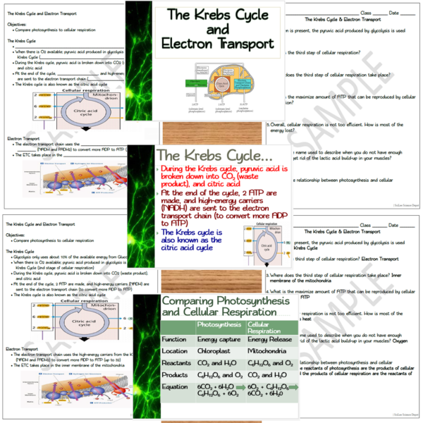 Cellular Respiration- Krebs Cycle & Electron Transport Chain lesson ...