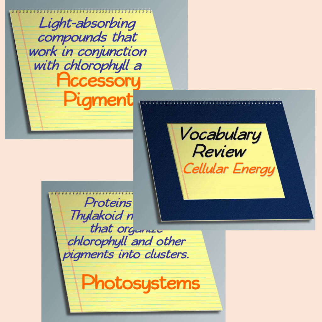Cellular Energy Review Packet | Made By Teachers