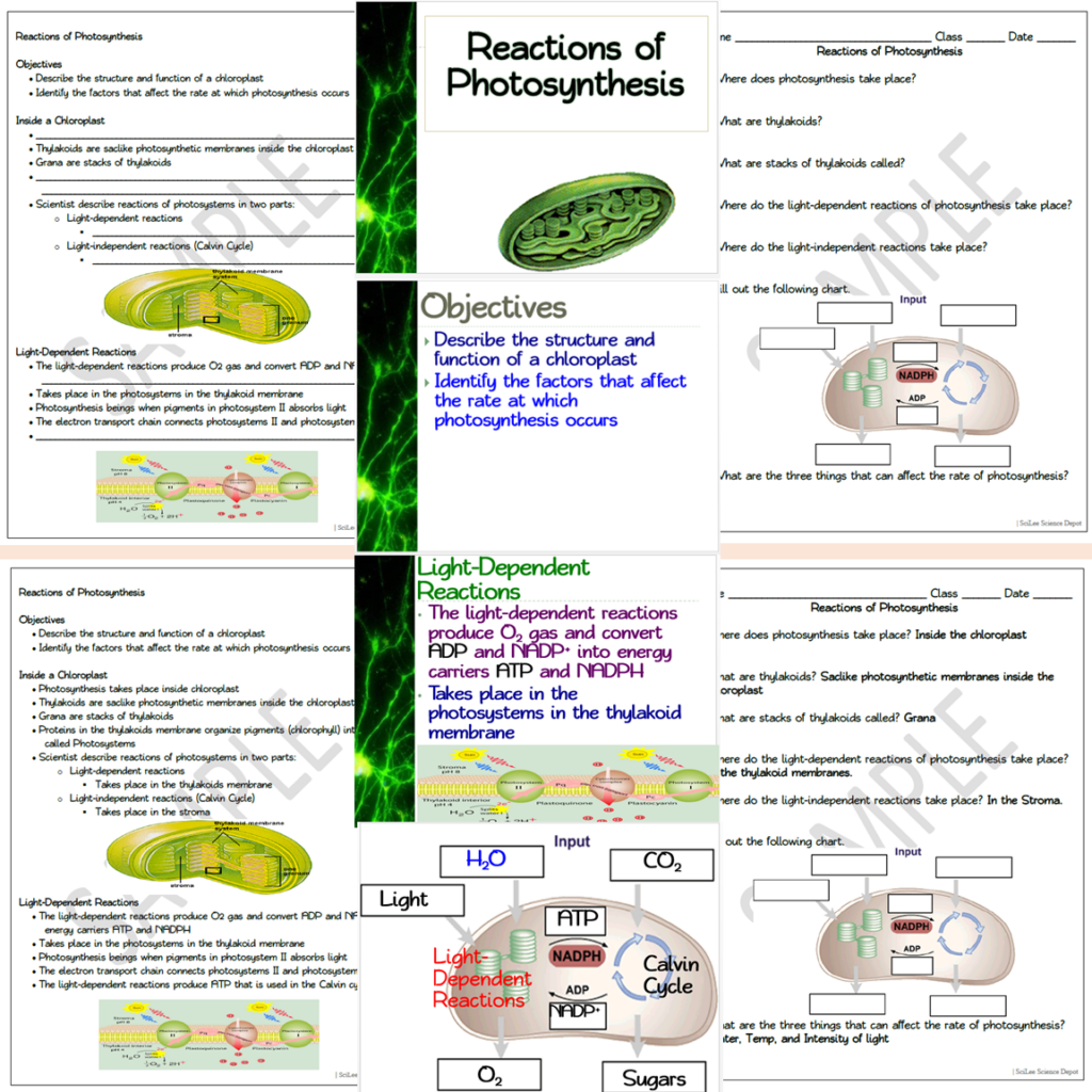 Cellular Energy NO PREP Unit Bundle | Made By Teachers