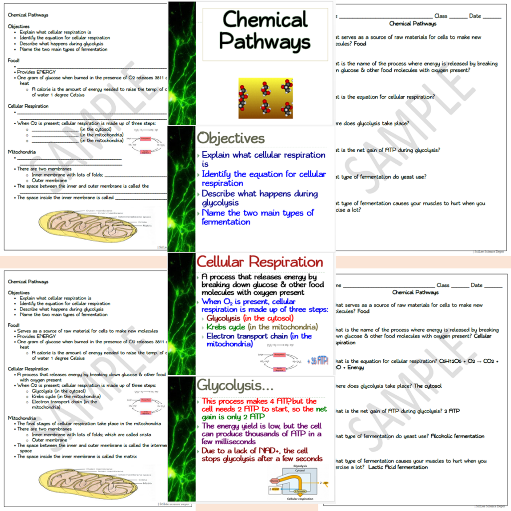 Cellular Energy NO PREP Unit Bundle | Made By Teachers