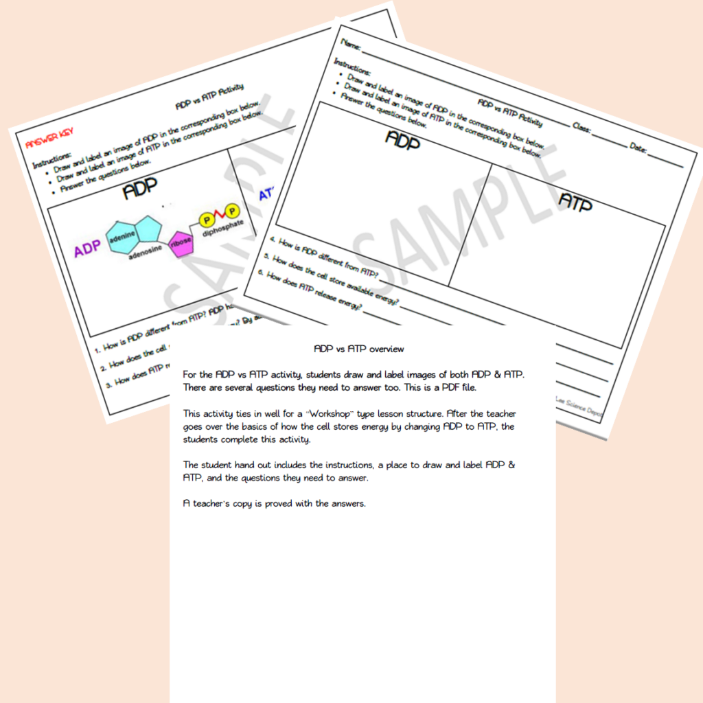 Cellular Energy NO PREP Unit Bundle | Made By Teachers