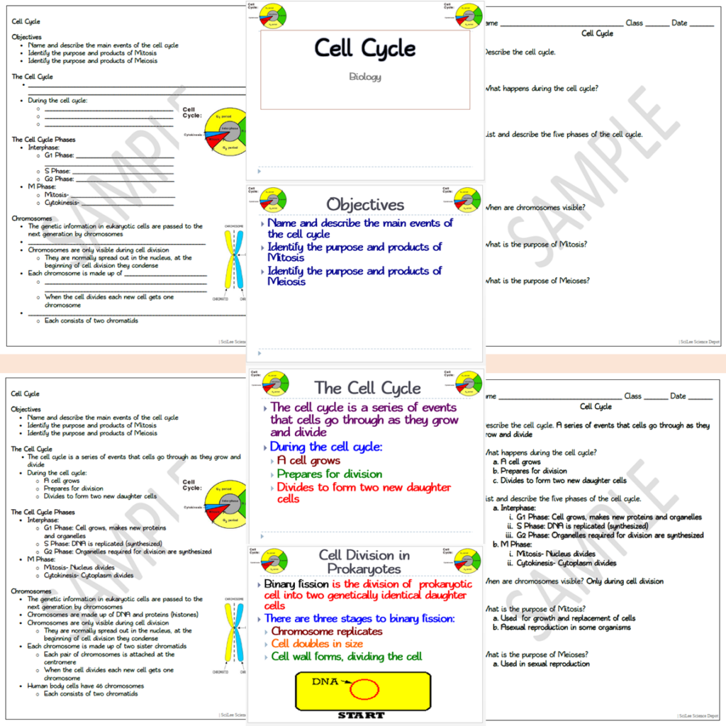 Cell Division: Cell Cycle PowerPoint & Worksheet | Made By Teachers