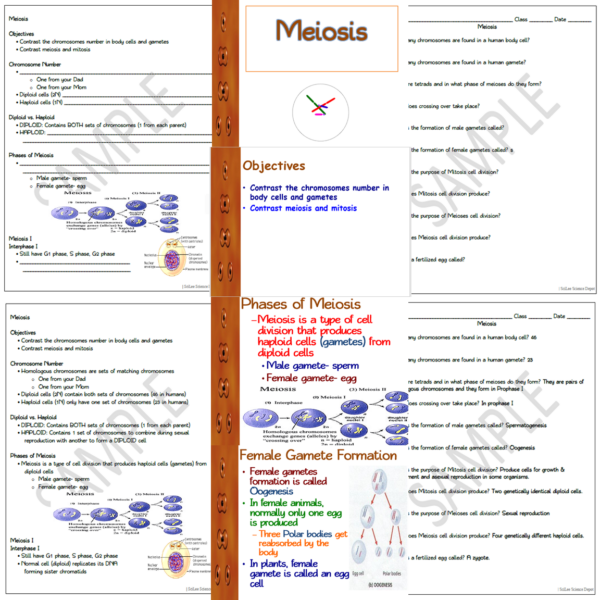 Cell Division: Meiosis PowerPoint & Worksheet | Made By Teachers