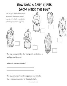 Shark Life Cycle Oviparous | Biomimicry Design Nature Compatible with ...