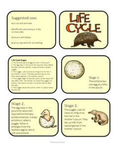 Echidna Life Cycle | Biomimicry Design Nature Compatible with NGSS ...