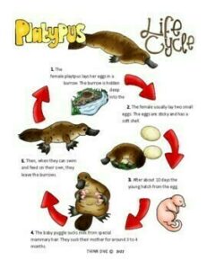 Platypus Life Cycle | Biomimicry Design Nature Compatible with NGSS ...