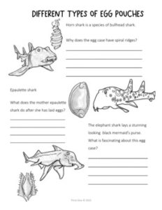 Oviparous Animals | Biomimicry Design Nature Compatible with NGSS ...