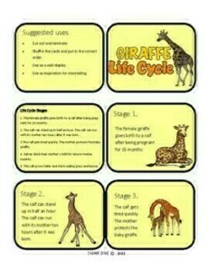 Giraffe Life Cycle | Biomimicry Design Inspired by Nature Compatible ...