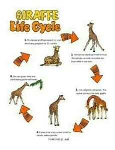 Giraffe Life Cycle | Biomimicry Design Inspired by Nature Compatible ...