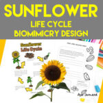 Sunflower Life Cycle | PBL Resource Biomimicry Design Inspired by ...