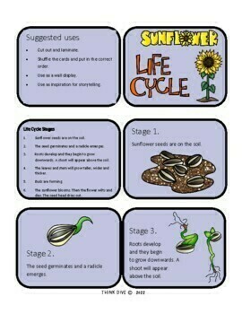 Sunflower Life Cycle | PBL Resource Biomimicry Design Inspired by ...