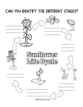 Sunflower Life Cycle | PBL Resource Biomimicry Design Inspired by ...