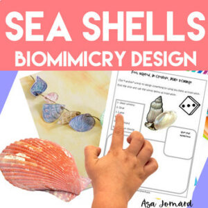 Sea Shells | PBL Biomimicry Design Inspired by Nature Compatible with ...