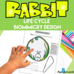 Rabbit Life Cycle | PBL Biomimicry Design Inspired by Nature STEAM ...
