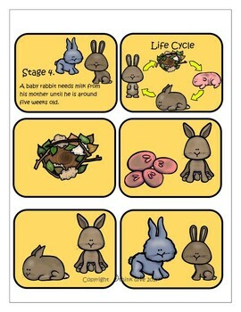 Rabbit Life Cycle | PBL Biomimicry Design Inspired by Nature STEAM ...