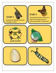 Butterfly Life Cycle | PBL Biomimicry Design Inspired by Nature | Made ...