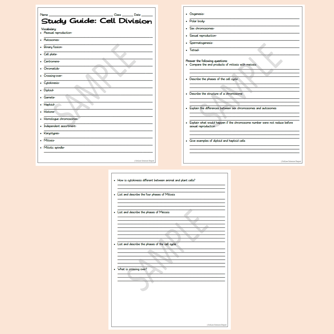 Cell Division Review Packet | Made By Teachers