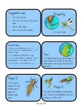 Dragonfly Life Cycle | PBL Resource Biomimicry Design Inspired by ...