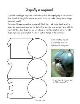 Dragonfly Life Cycle | PBL Resource Biomimicry Design Inspired by ...