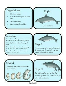 Dolphin Life Cycle | Biomimicry Design Inspired by Nature Compatible ...