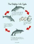 Dolphin Life Cycle | Biomimicry Design Inspired by Nature Compatible ...