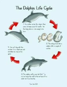 Dolphin Life Cycle | Biomimicry Design Inspired by Nature Compatible ...