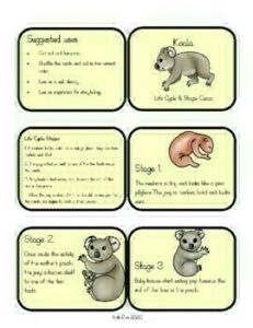 Koala Life Cycle | Biomimicry Design Inspired by Nature Compatible with NGSS | Made By Teachers