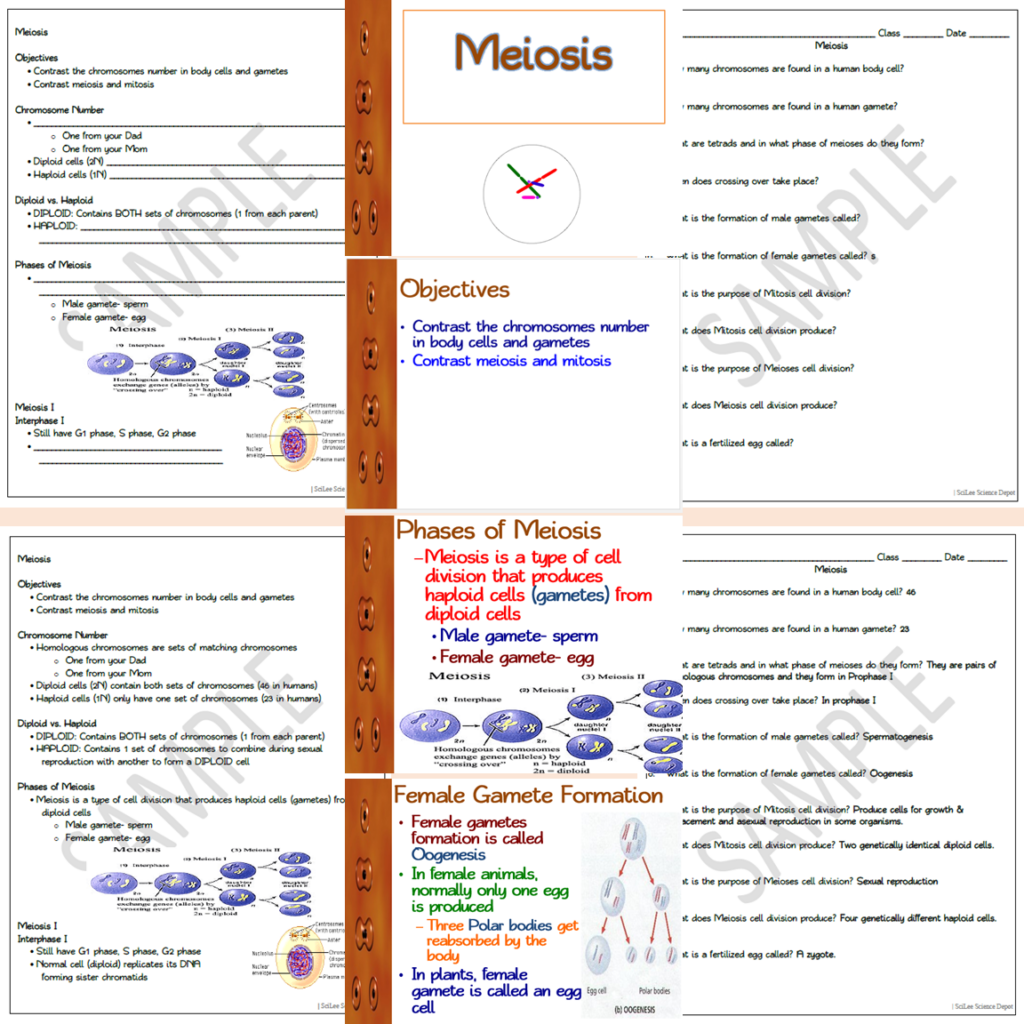 Cell Division NO PREP Unit Bundle | Made By Teachers