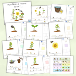 Frog Butterfly Sunflower Life Cycles Adapted Books (Lvl 2) | Made By ...