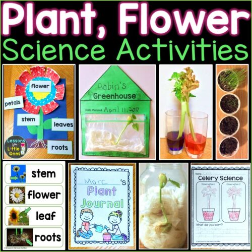 Plants Flowers Science Experiments Parts of Flower Word Wall Cards ...