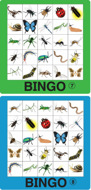 Insect Bingo ESL ELL Newcomer Game | Made By Teachers