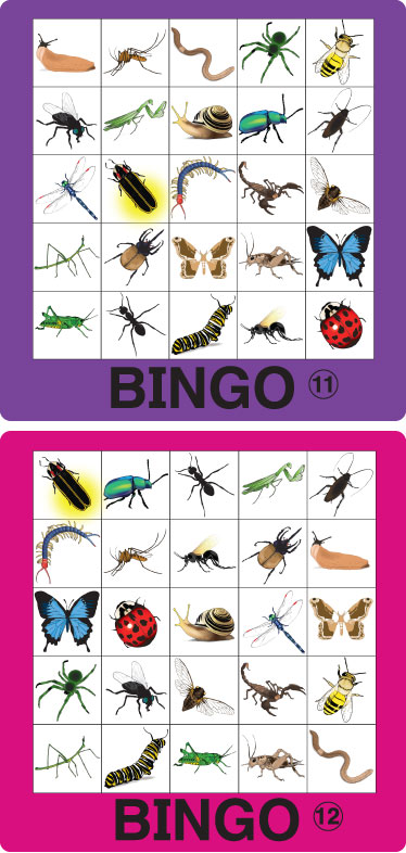 Insect Bingo ESL ELL Newcomer Game | Made By Teachers