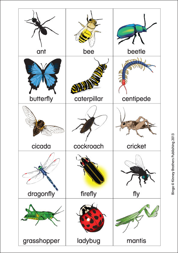 Insect Bingo ESL ELL Newcomer Game | Made By Teachers