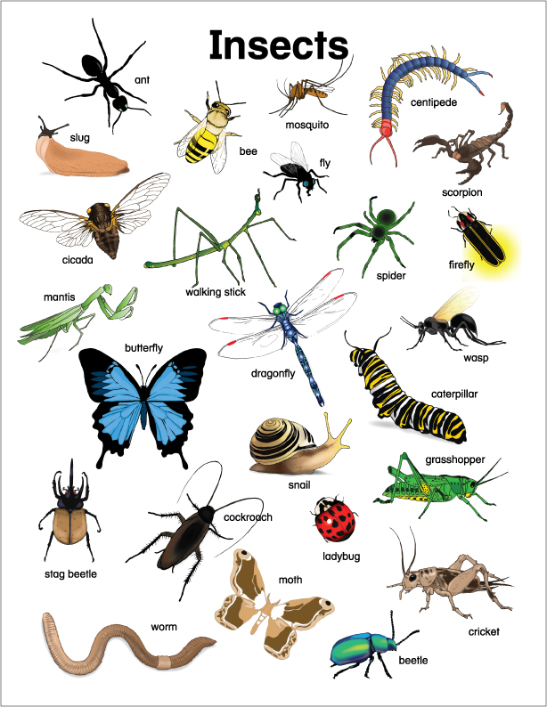 Insect Charts Interactive Notebooks ESL ELL Newcomer | Made By Teachers