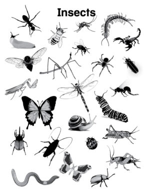 Insect Charts Interactive Notebooks ESL ELL Newcomer | Made By Teachers