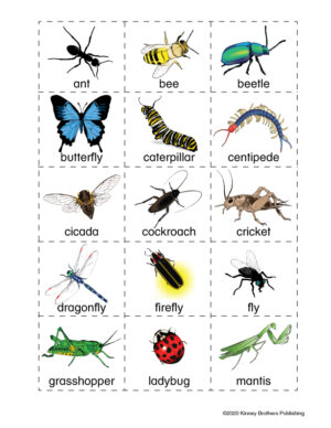 Insect Charts Interactive Notebooks ESL ELL Newcomer | Made By Teachers