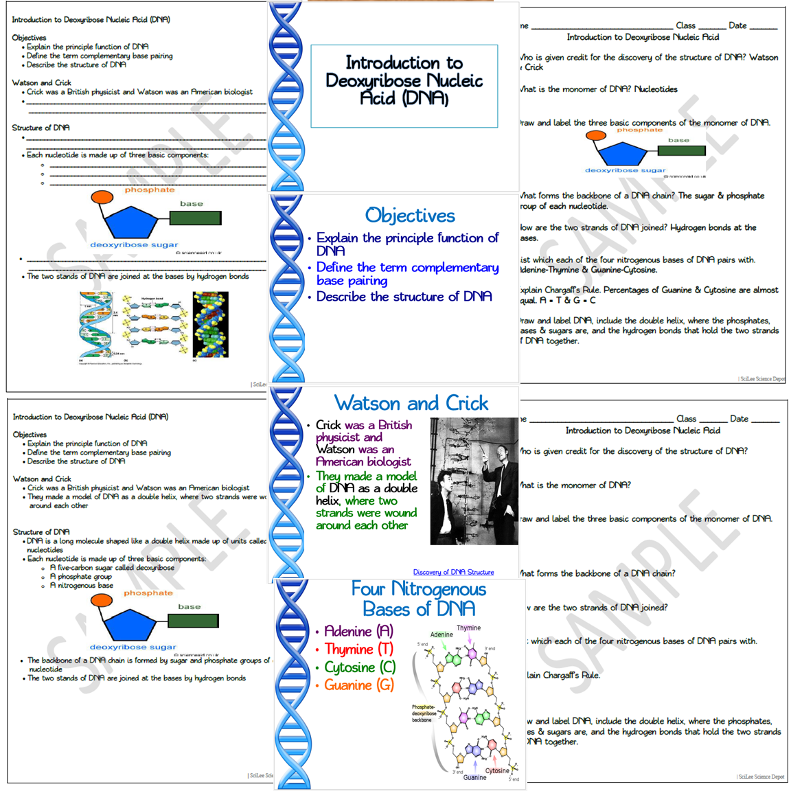 Genetics: Introduction to DNA PowerPoint & Worksheet | Made By Teachers