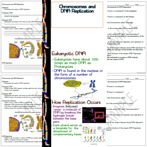 Genetics: Chromosomes & DNA Replication PowerPoint & Worksheet | Made By Teachers