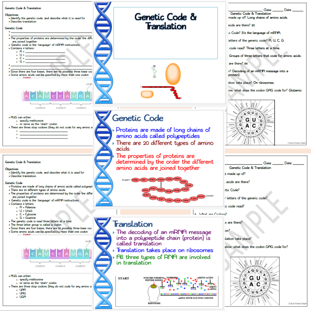 Genetics: Genetic Code & Translation PowerPoint & Worksheet | Made By ...