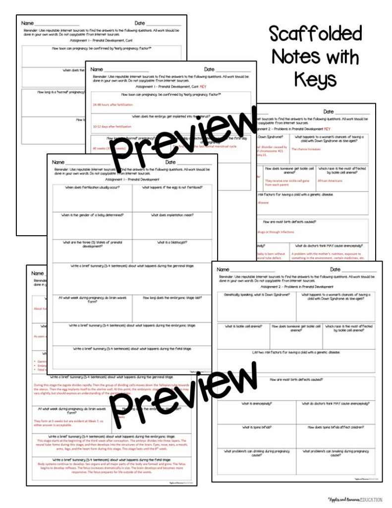 Prenatal Development - Interactive Note-Taking Activities | Made By ...