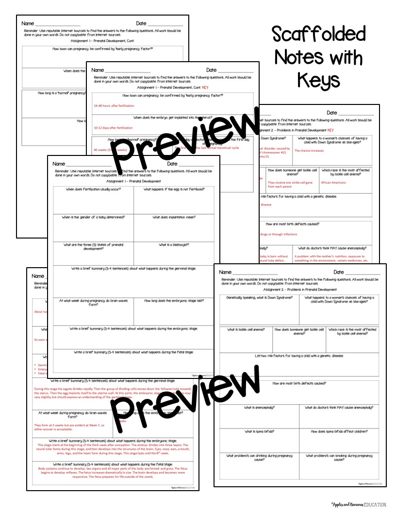 Prenatal Development - Interactive Note-Taking Activities | Made By ...