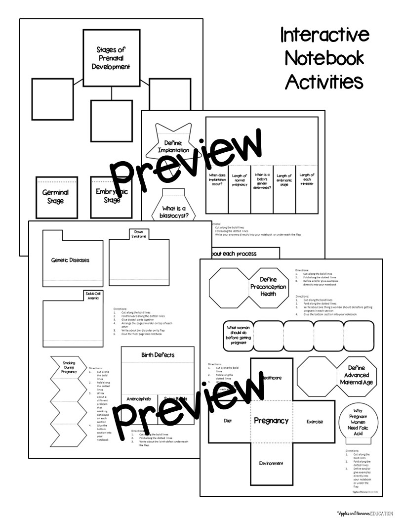 Prenatal Development - Interactive Note-Taking Activities | Made By ...