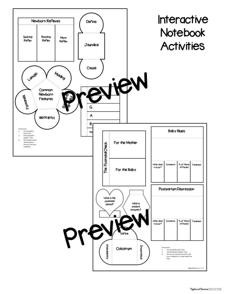 The Newborn - Interactive Note-Taking Activities | Made By Teachers