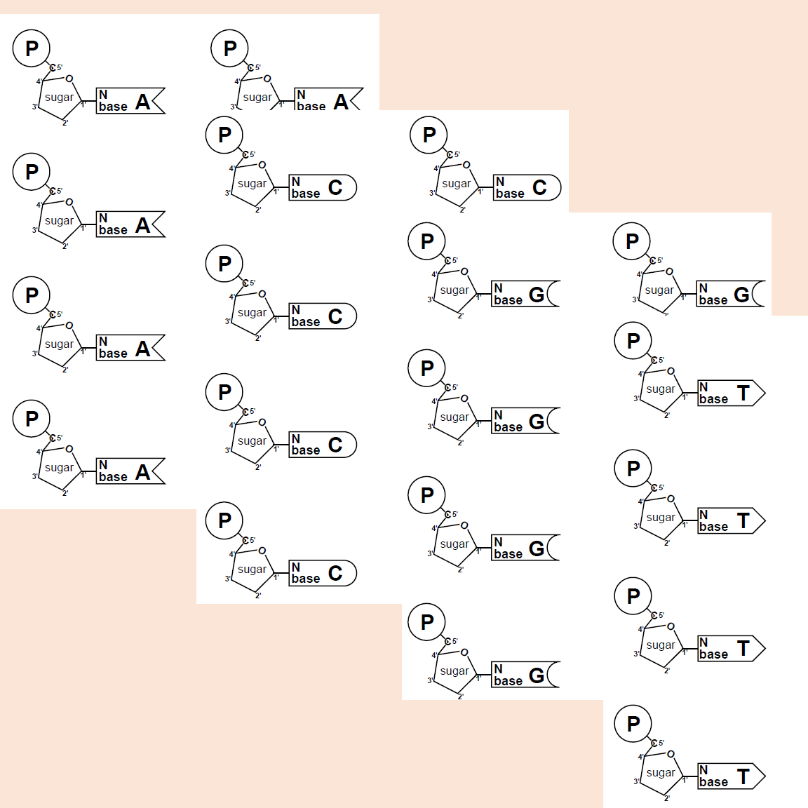 Genetics: DNA Replication Activity | Made By Teachers