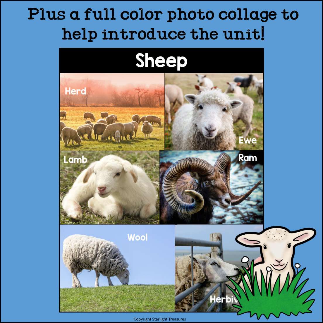 Sheep Mini Book for Early Readers - Animal Study | Made By Teachers