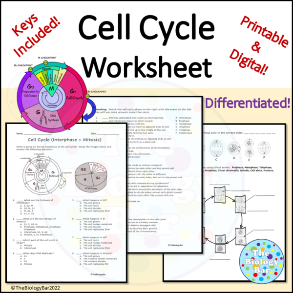 Cell Cycle Mitosis Worksheet Differentiated & Digital Options | Made By ...