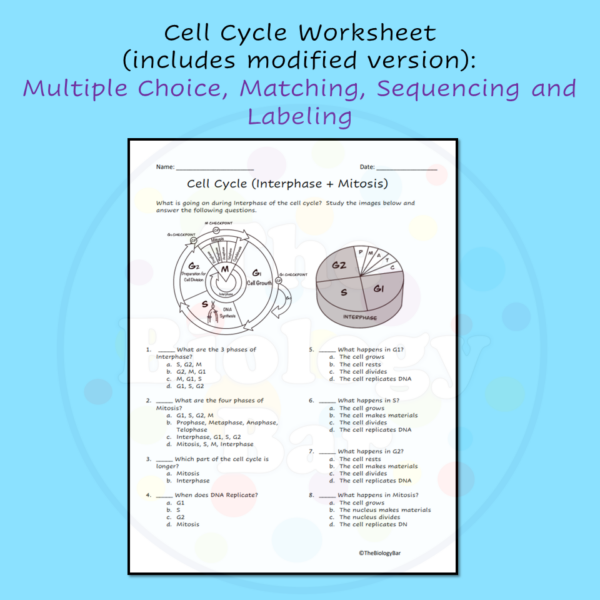 Cell Cycle Mitosis Worksheet Differentiated & Digital Options | Made By ...