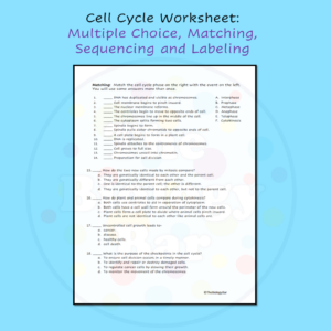 Cell Cycle Mitosis Worksheet Differentiated & Digital Options | Made By ...